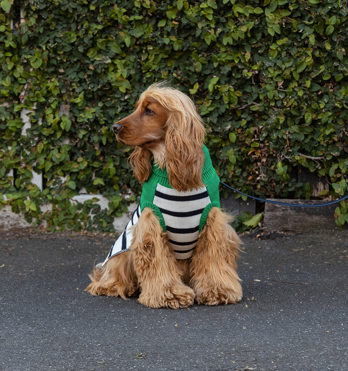 MISTER WOOF – PUCCI Pet Life